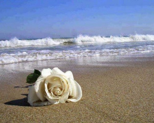 Poema "FLOR DEL MAR" por Antonio Patiño | Poematrix